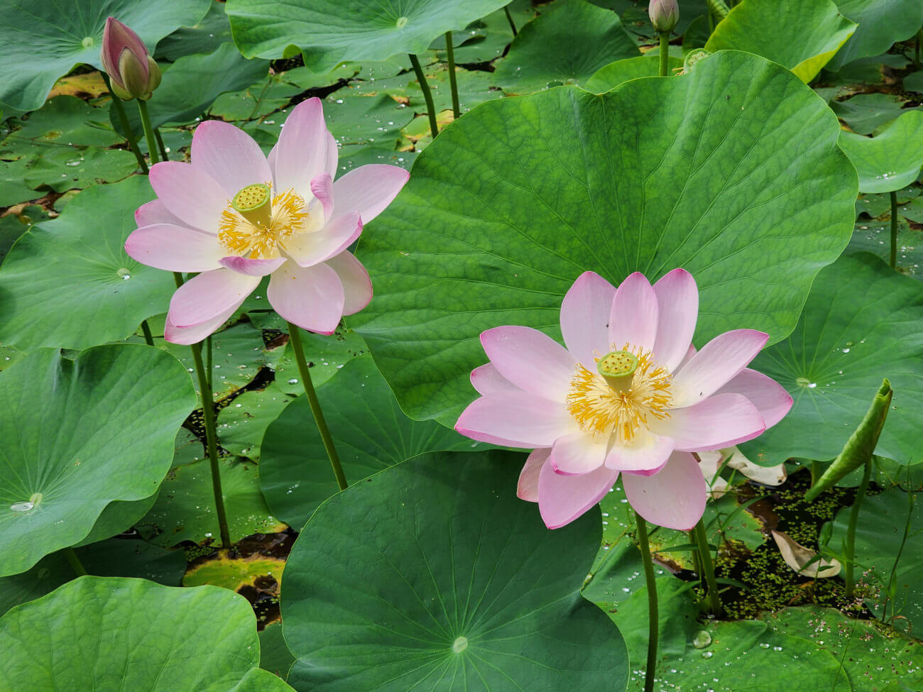 7/19 二千年蓮が見頃になりました | 十日町市観光協会